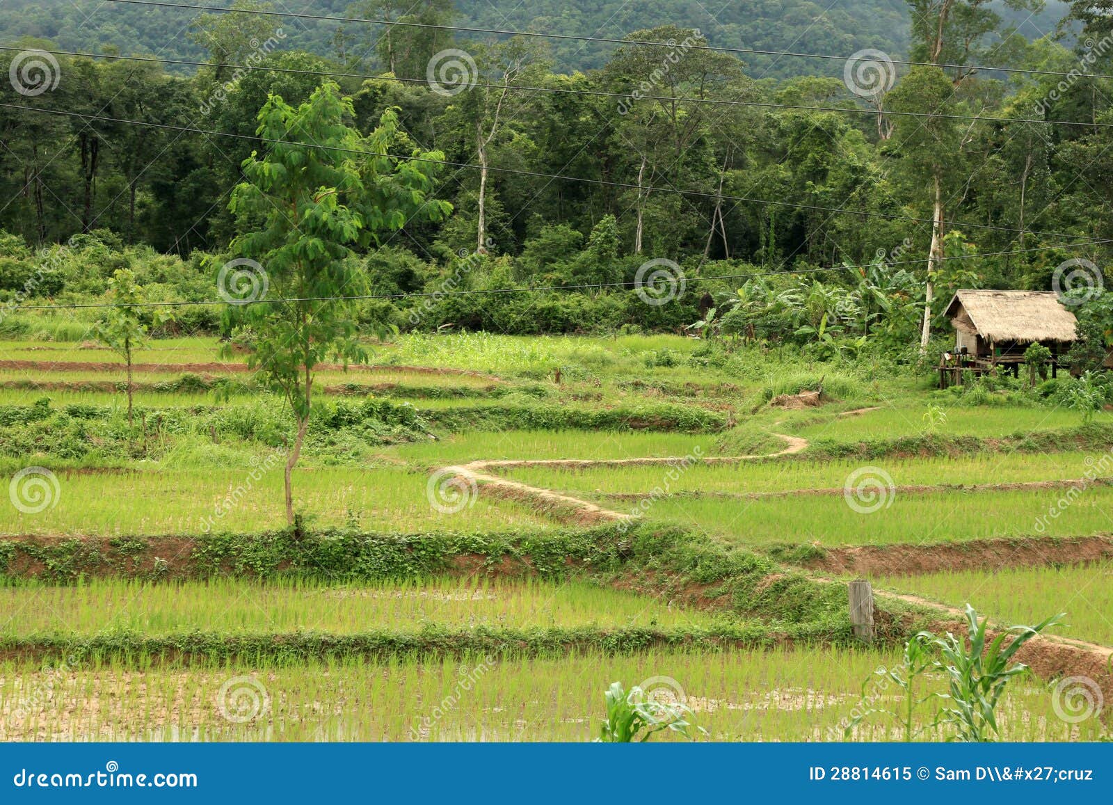 Rice Fields - Laos stock image. Image of agriculture - 28814615