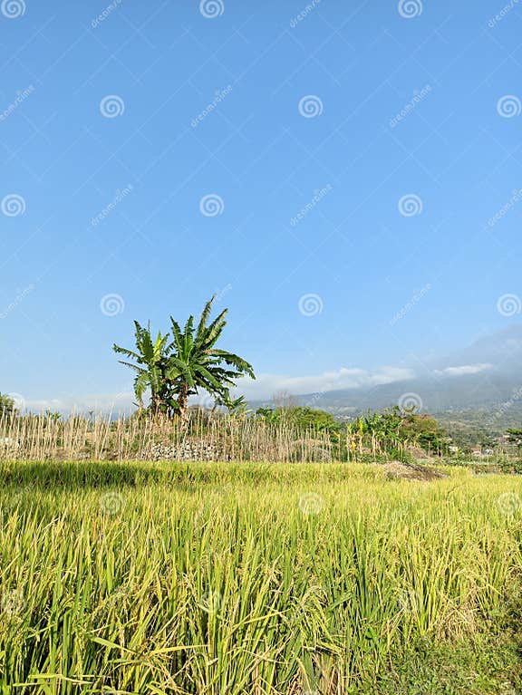 Rice Fields and Lawu Mounthain in East Java Stock Image - Image of ...