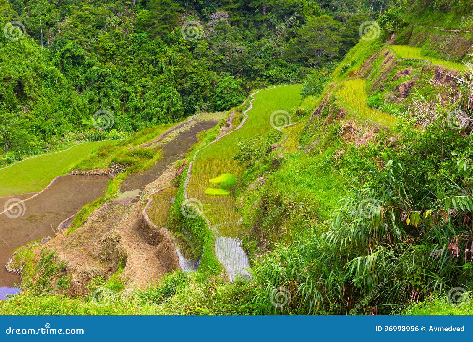 Rice Fields Layered with Terraces in Philippines. Stock Photo - Image ...