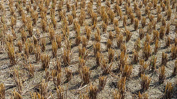 The Rice Fields are Left with only Stubble Stock Image - Image of ...