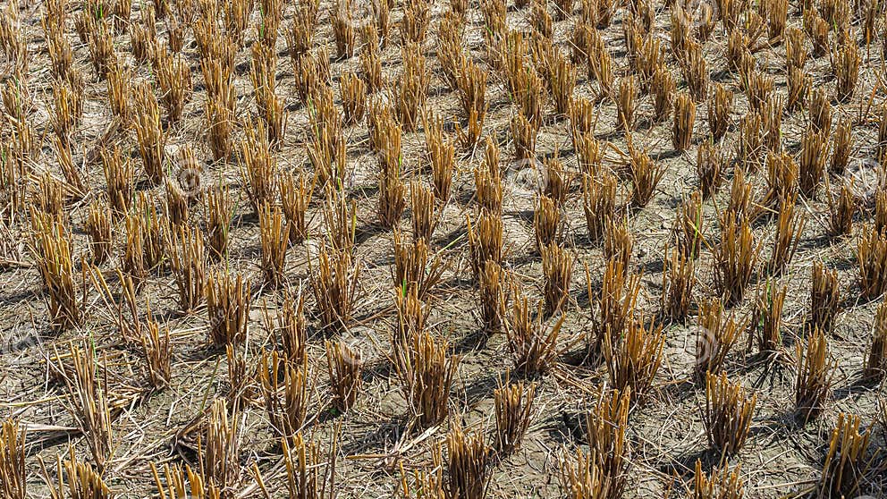 The Rice Fields are Left with only Stubble Stock Image - Image of ...