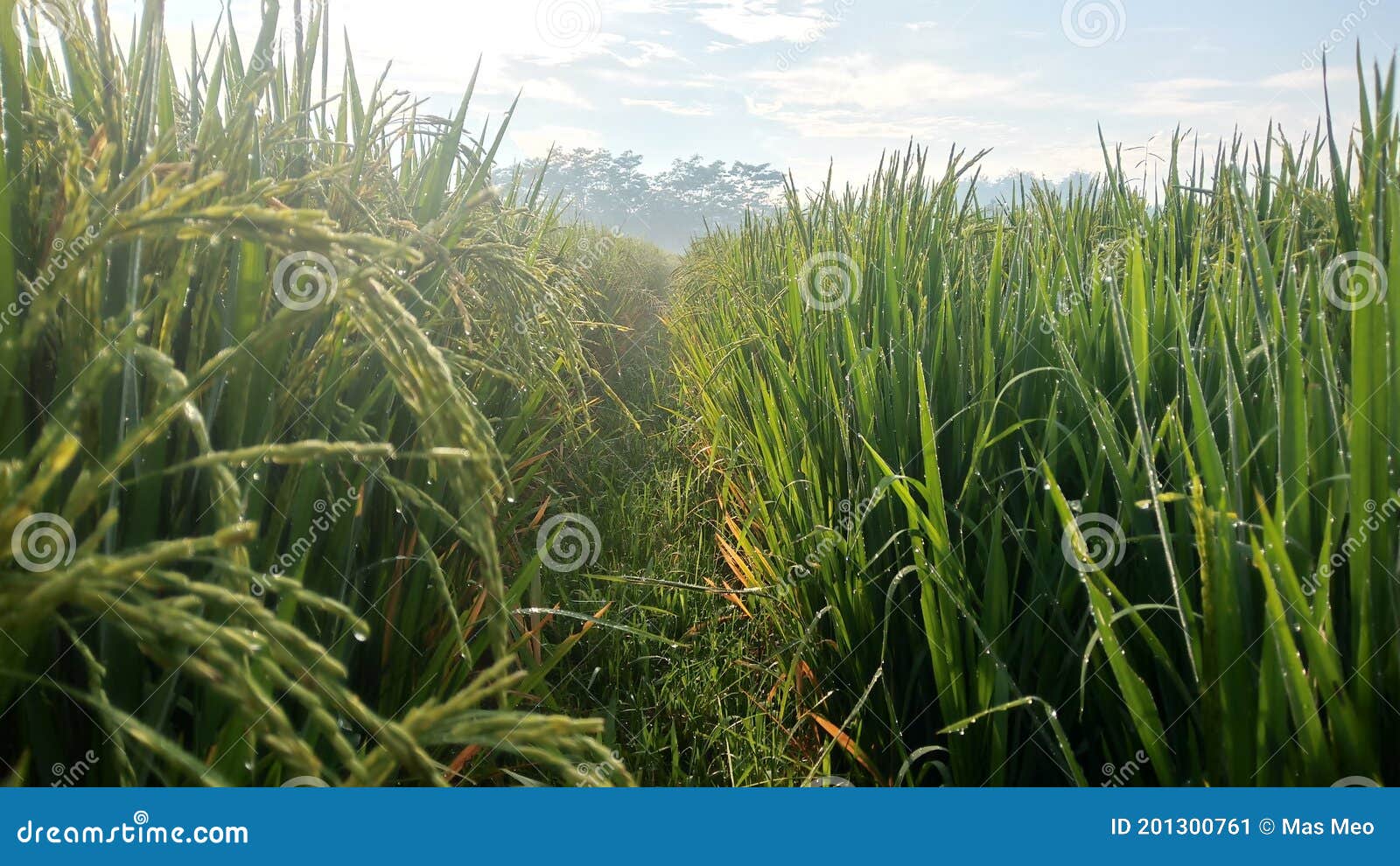 The Rice Fields are Like Splitting Apart. the Path between the Green ...