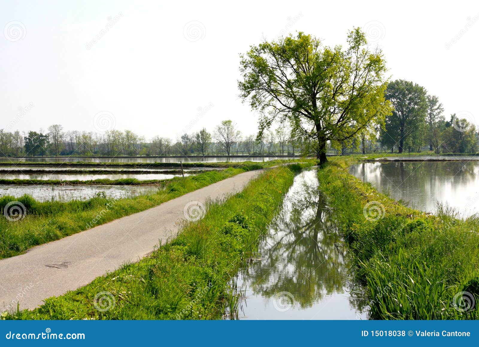 Rice Fields in Lomellina, Italy Stock Photo - Image of nature ...