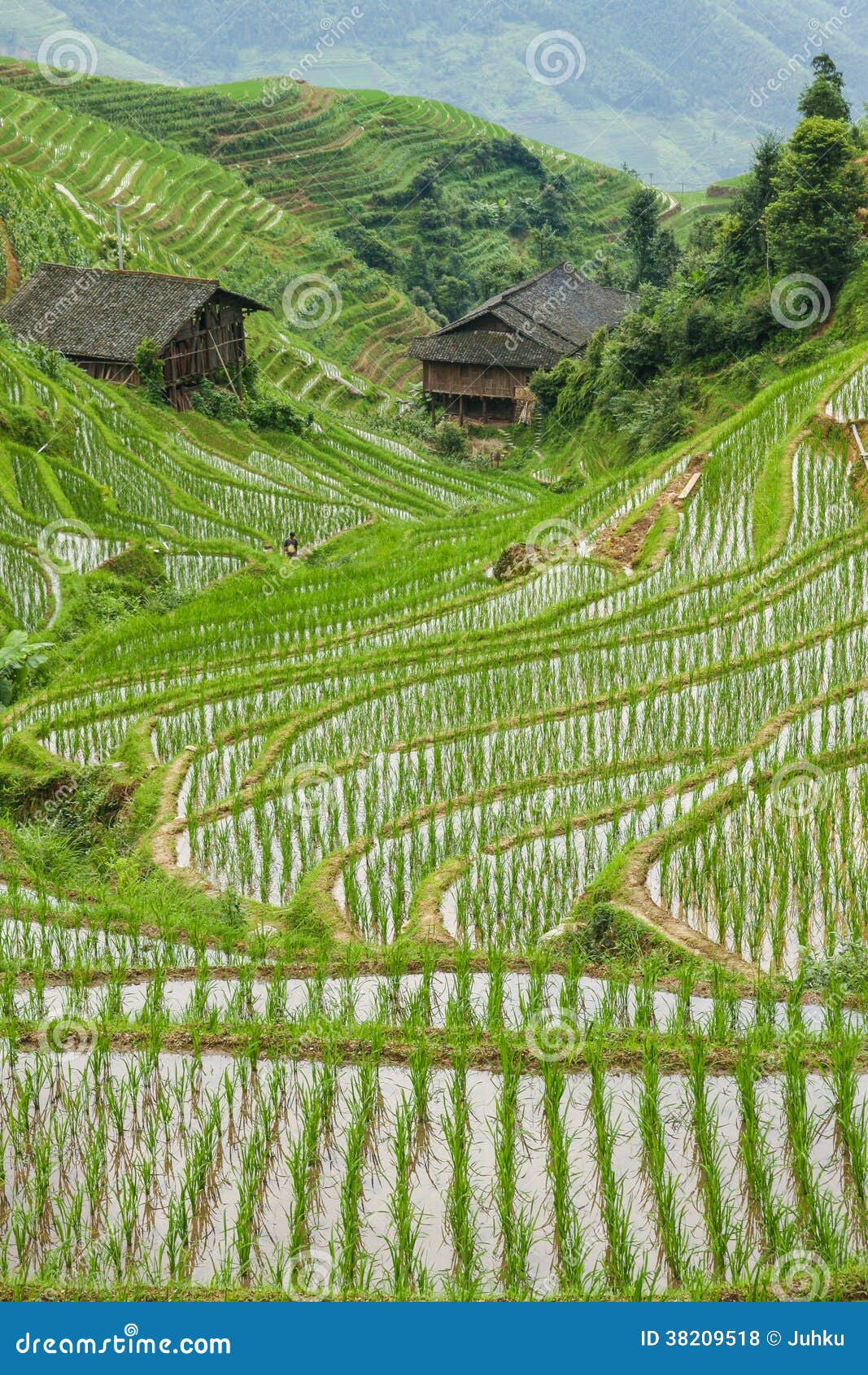 Rice Fields in Longshen China Stock Photo - Image of nature, reflection ...