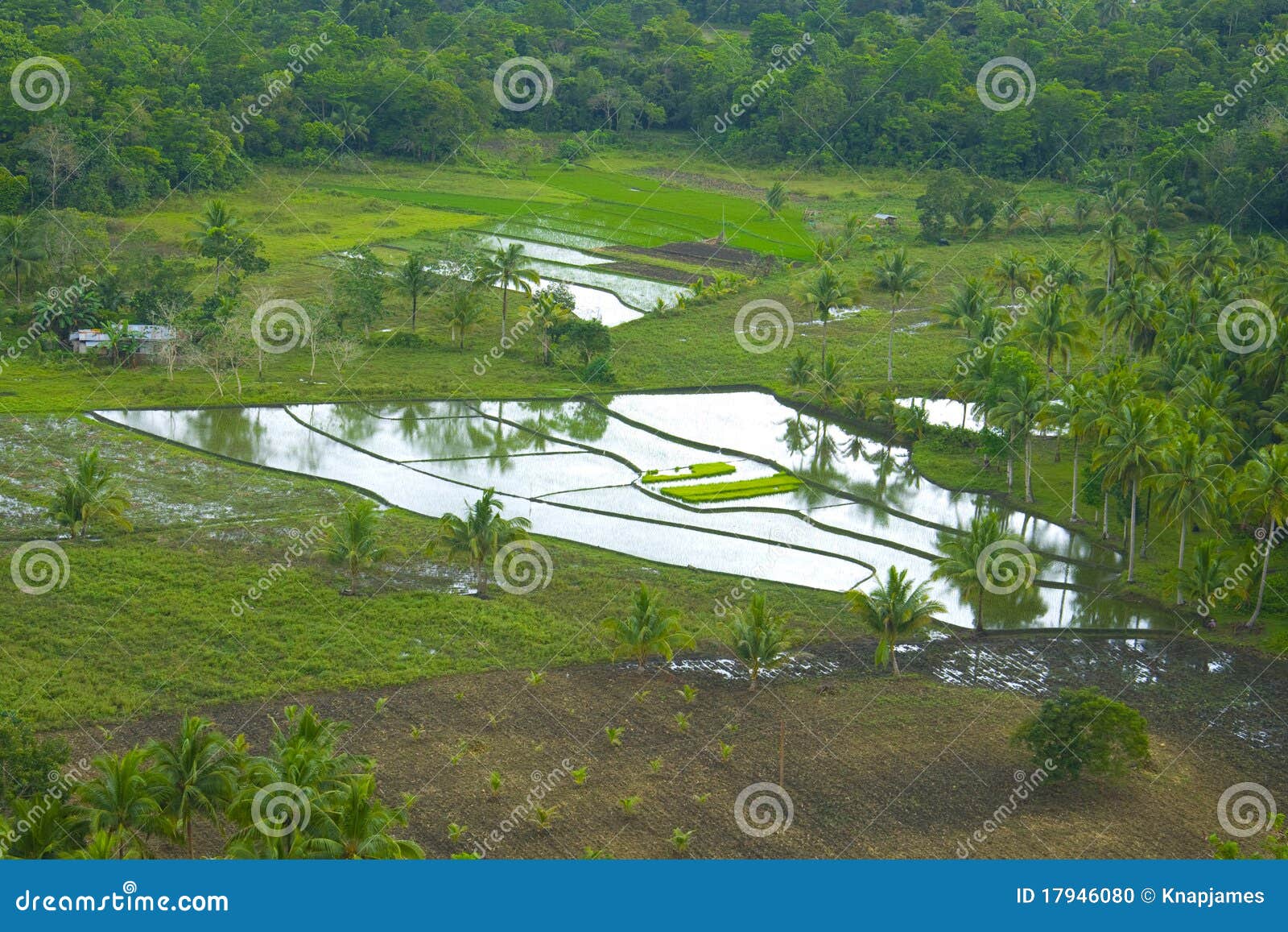 The Rice Fields in the Lowlands of the Philippines Stock Photo - Image ...