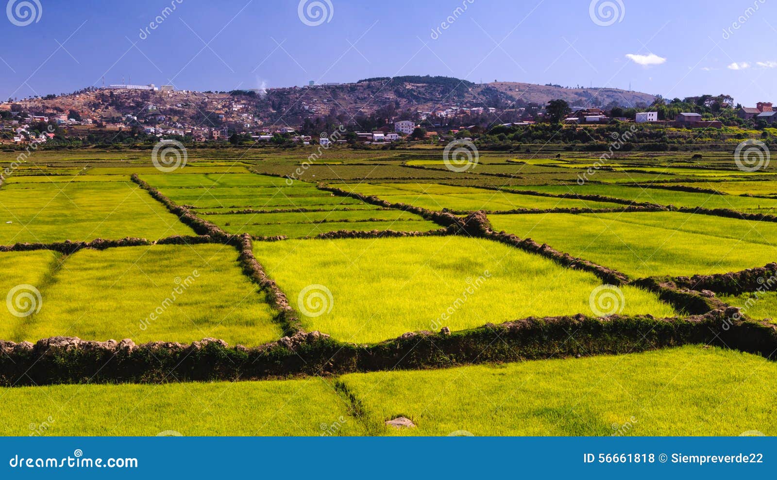 Rice fields in Madagascar stock photo. Image of peaceful - 56661818