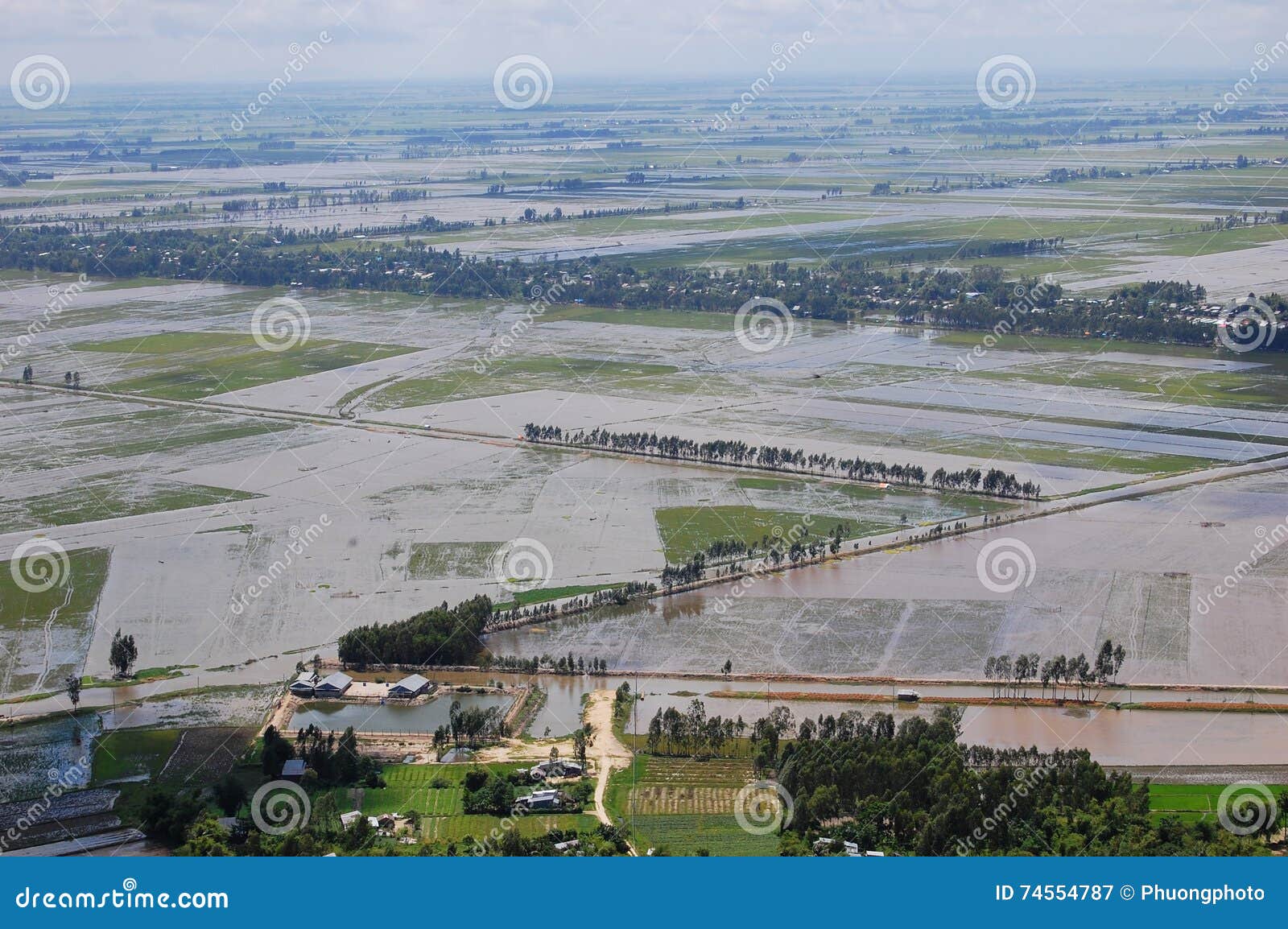 Rice Fields at Mekong Delta in Angiang, Vietnam Stock Image - Image of ...