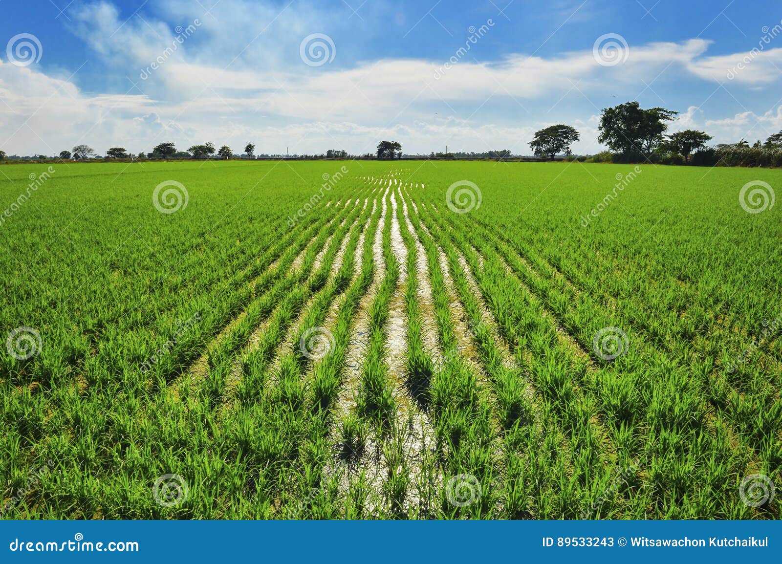 Rice fields are a mess stock image. Image of nature, manner - 89533243
