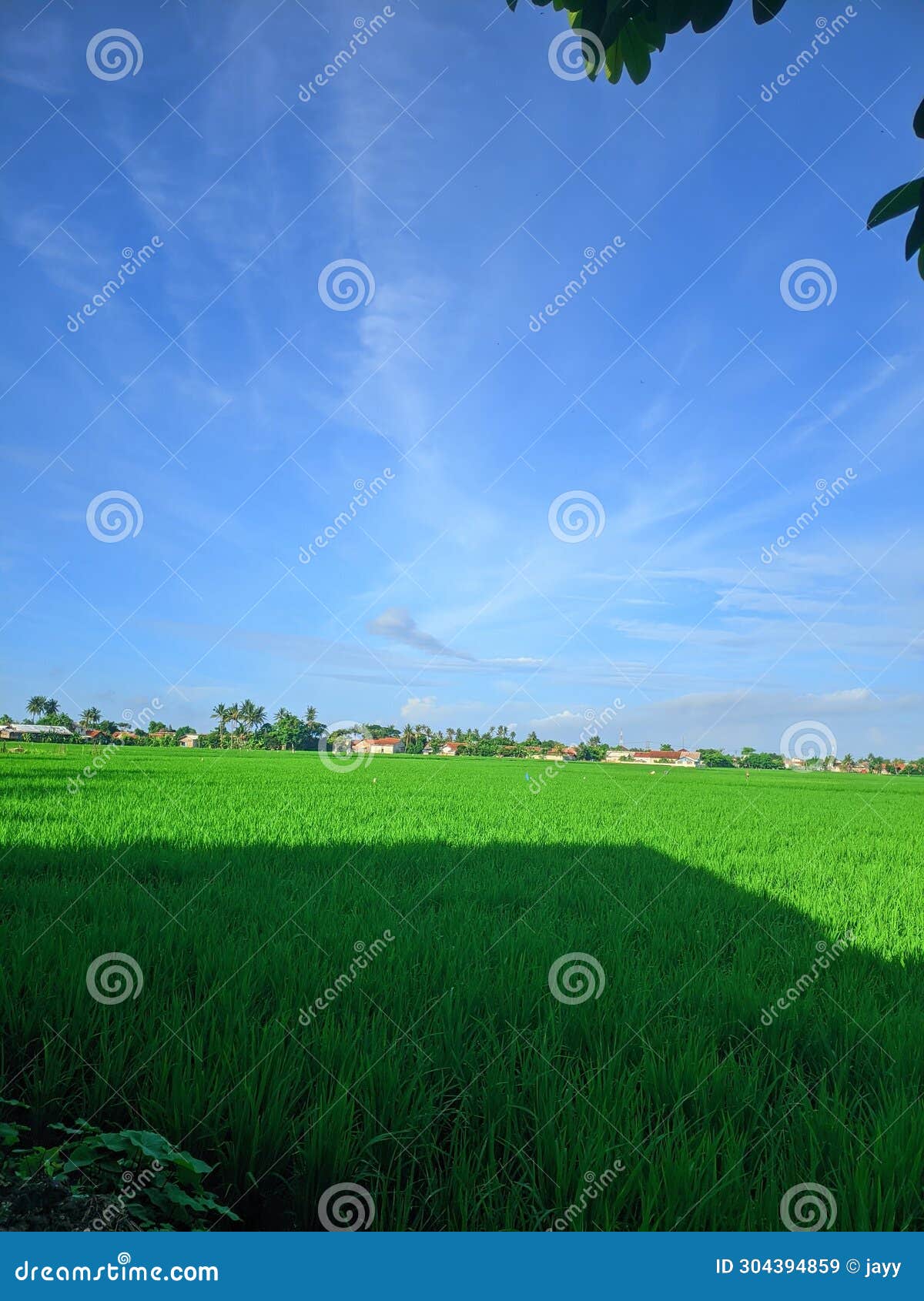 Rice Fields in the Morning before Noon Stock Image - Image of village ...