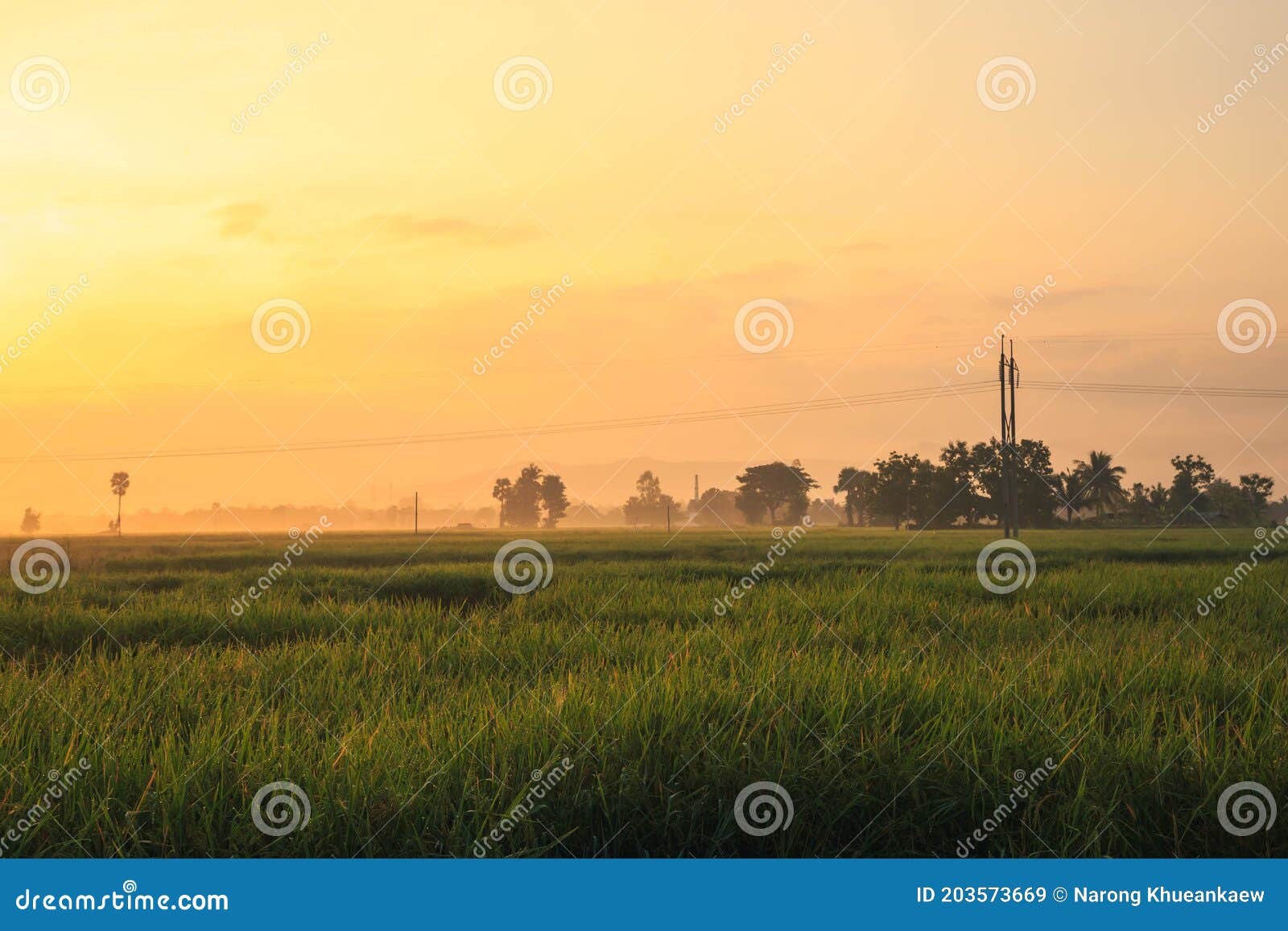 Rice Fields with the Morning Sun Stock Image - Image of board ...