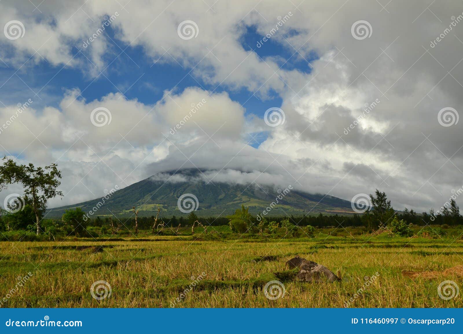 Rice Fields stock image. Image of perfect, albay, cone - 116460997