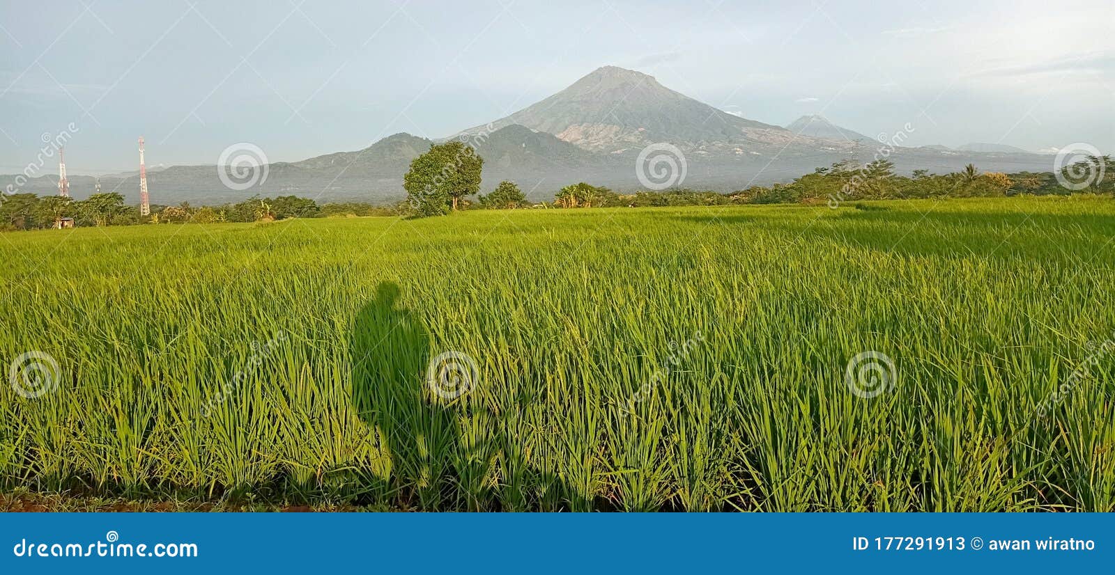Rice Fields and the Mountain Stock Image - Image of nature, mountain ...