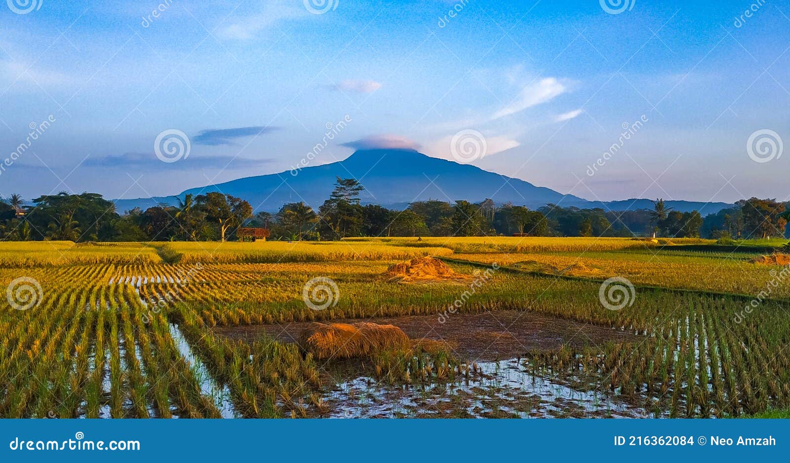 Rice fields and mountain stock photo. Image of morning - 216362084