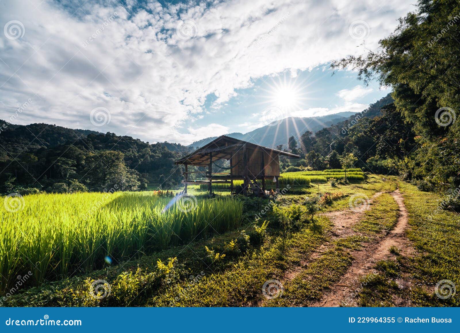 Rice Fields on the Mountain in the Evening Stock Image - Image of ...