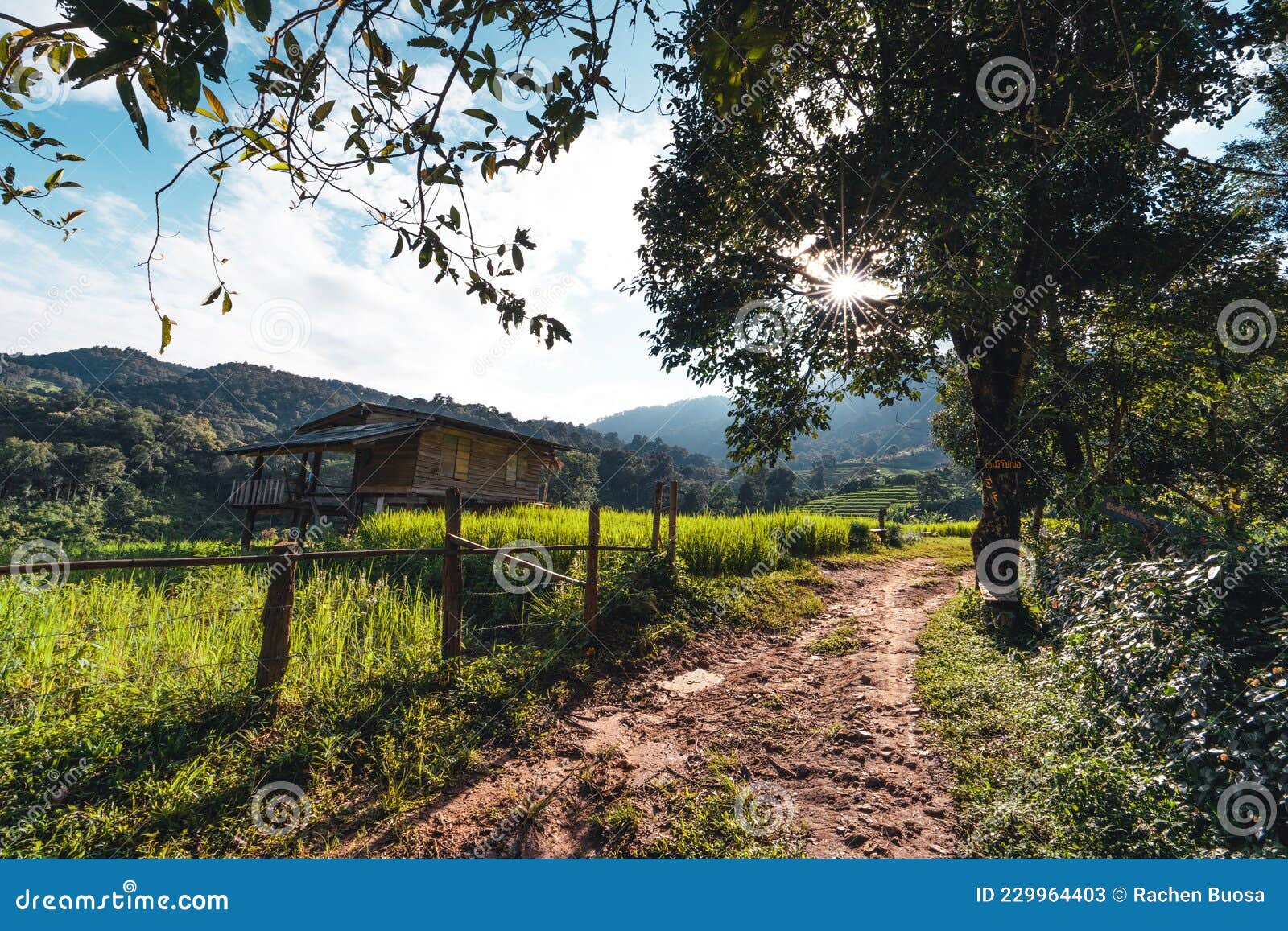 Rice Fields on the Mountain in the Evening Stock Image - Image of ...