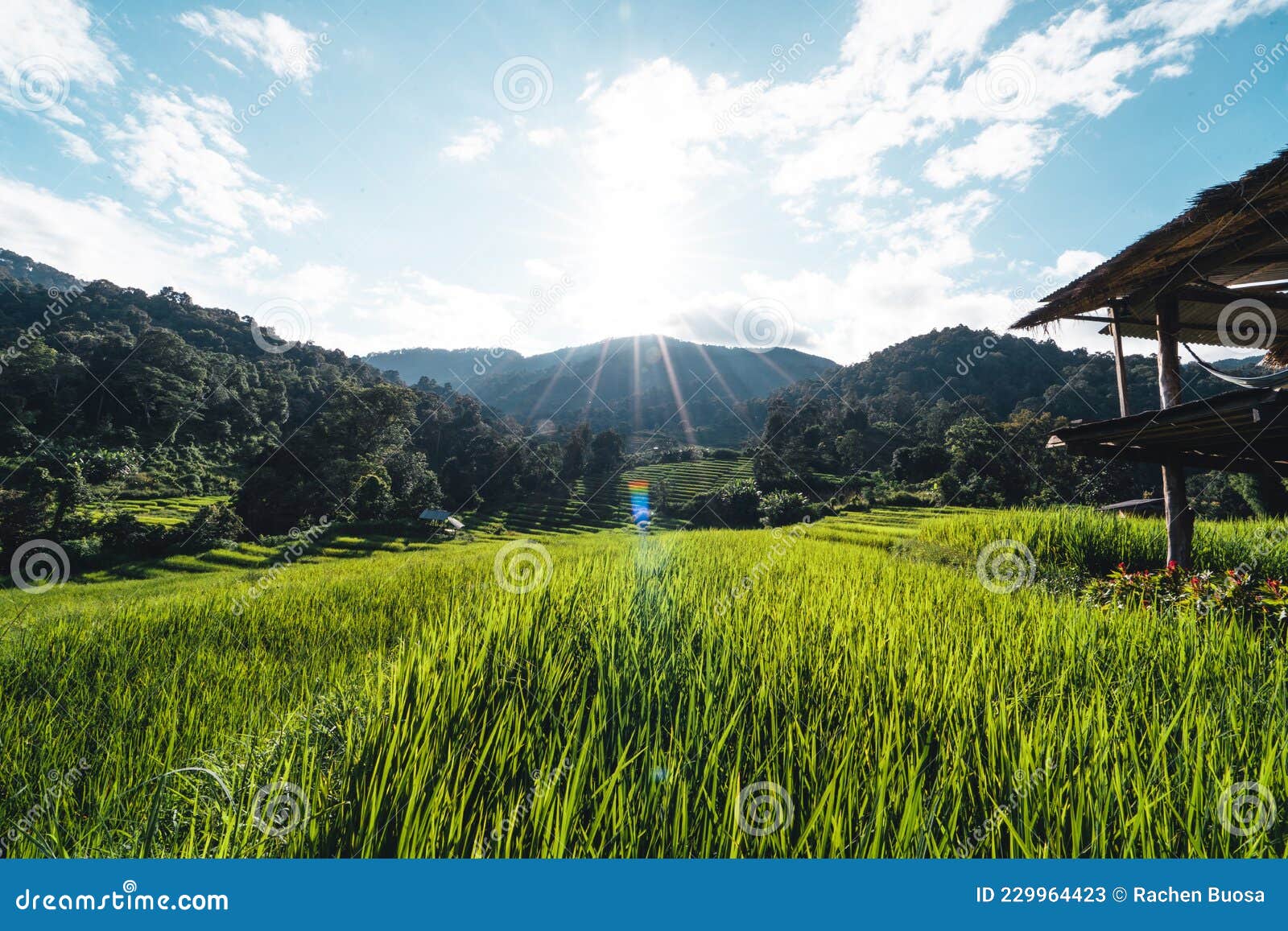 Rice Fields on the Mountain in the Evening Stock Image - Image of grow ...