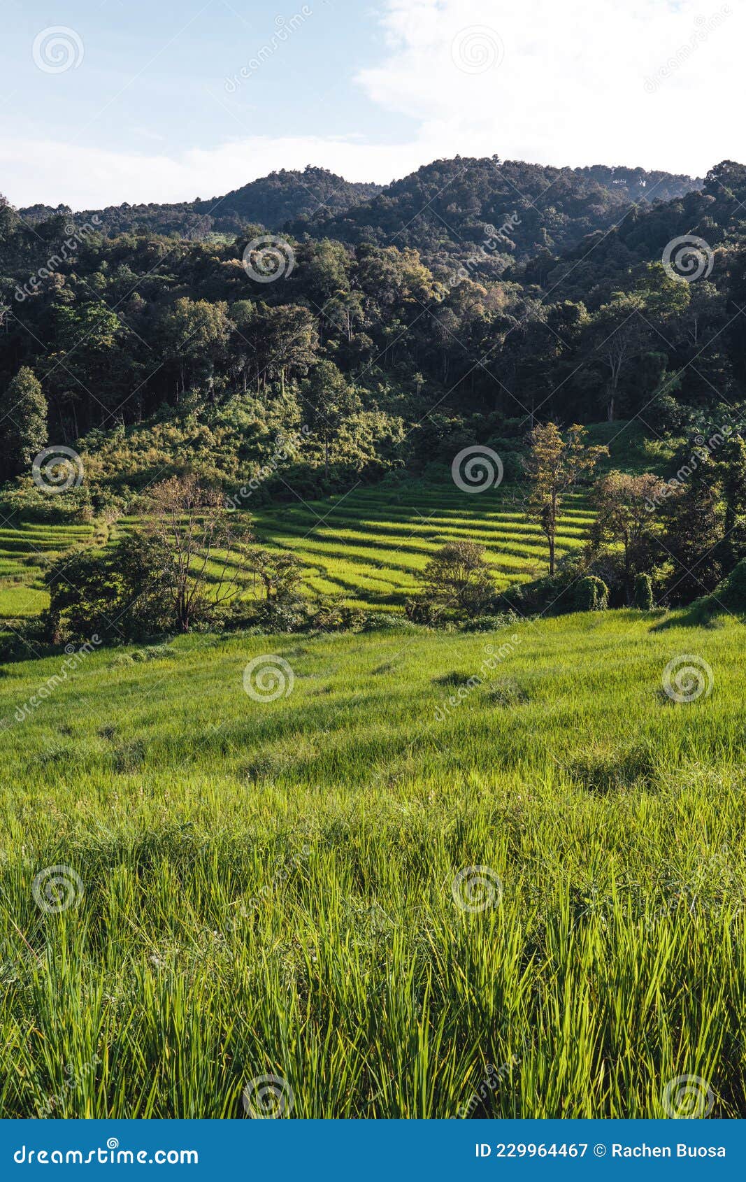 Rice Fields on the Mountain in the Evening Stock Image - Image of ...