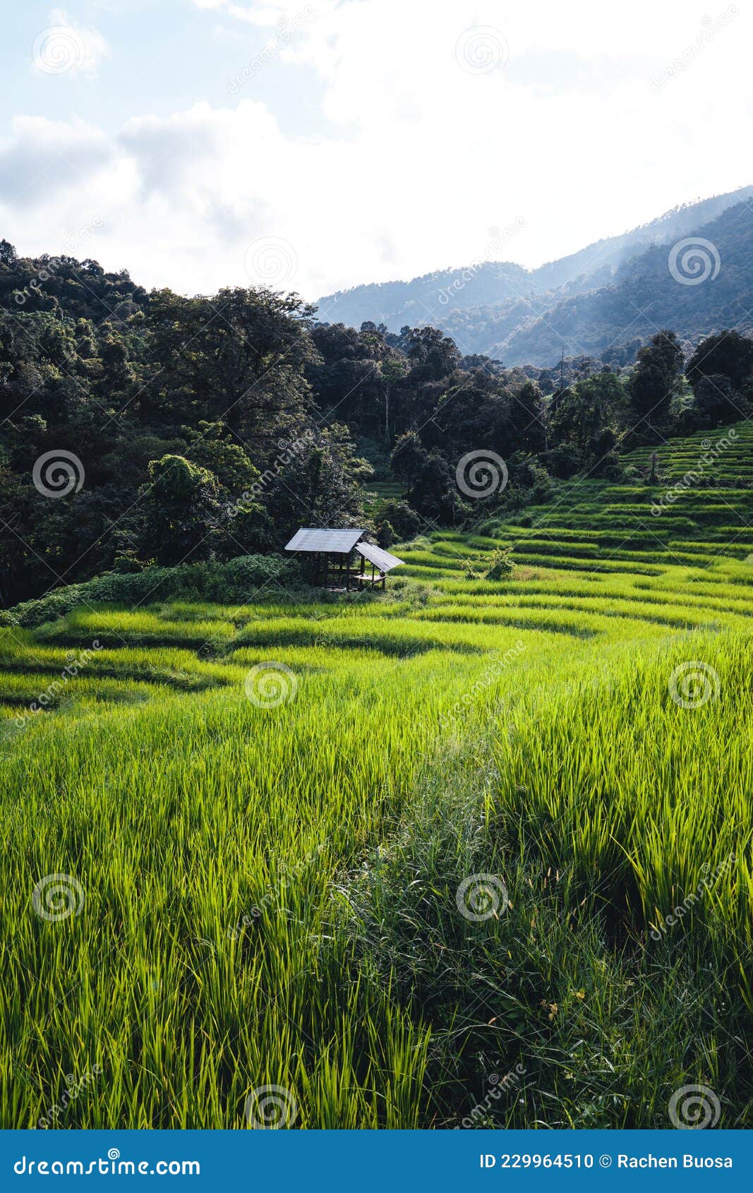 Rice Fields on the Mountain in the Evening Stock Photo - Image of ...