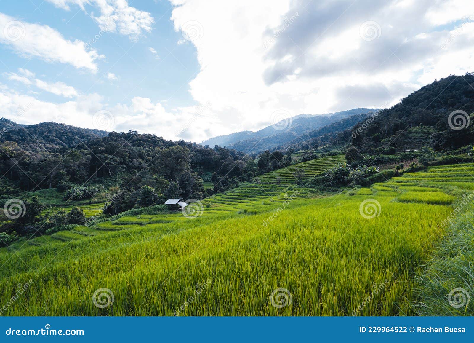 Rice Fields on the Mountain in the Evening Stock Photo - Image of ...