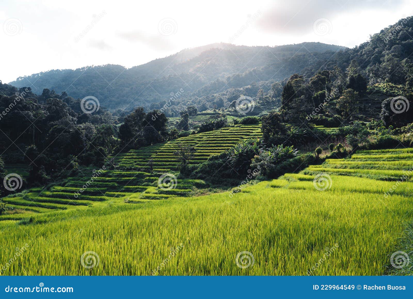 Rice Fields on the Mountain in the Evening Stock Image - Image of ...