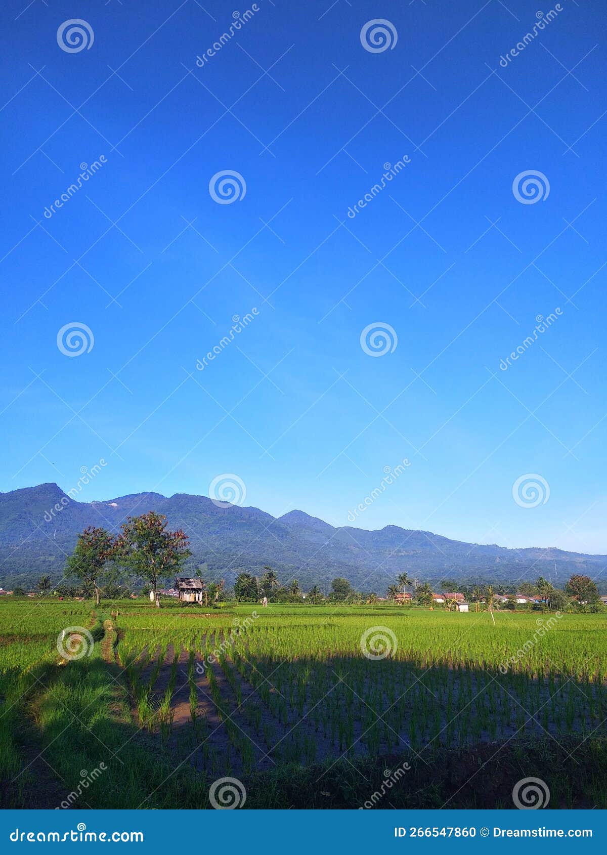 Rice Fields Mountain with the Morning Views Stock Photo - Image of ...