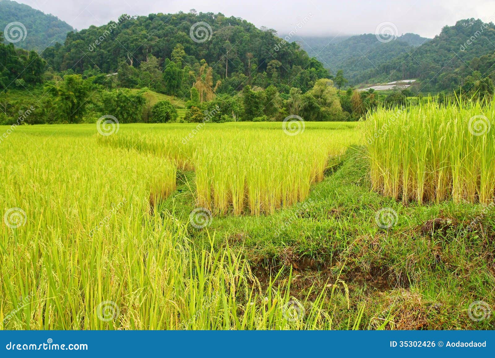 Rice Fields and Mountain Range, Thailand Stock Photo - Image of asia ...
