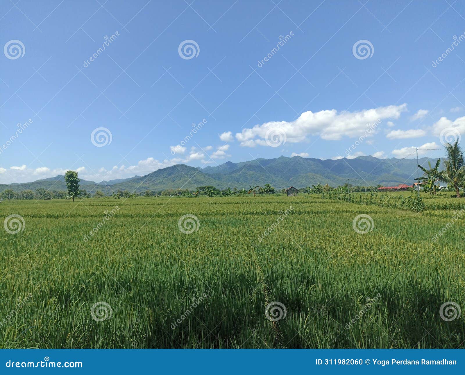 The Rice Fields on the Mountain Slopes are Very Fertile Stock Photo ...