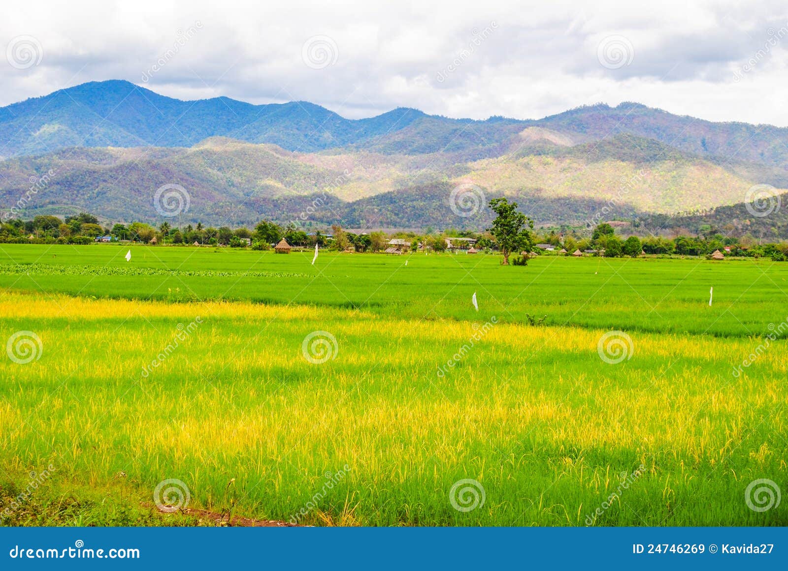 Rice fields and mountains stock image. Image of golden - 24746269