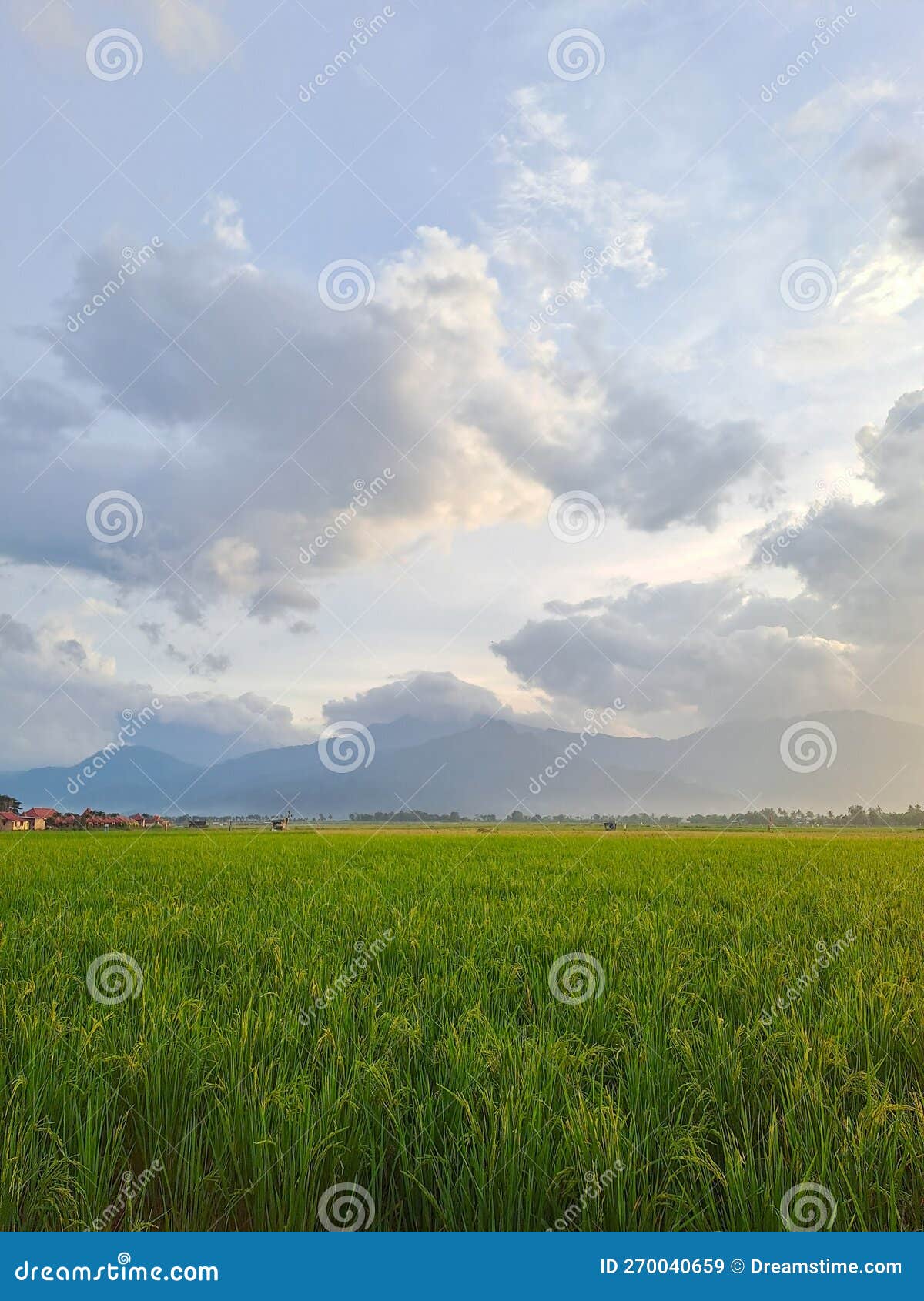 Rice Fields with Mountains in the Background Stock Image - Image of ...