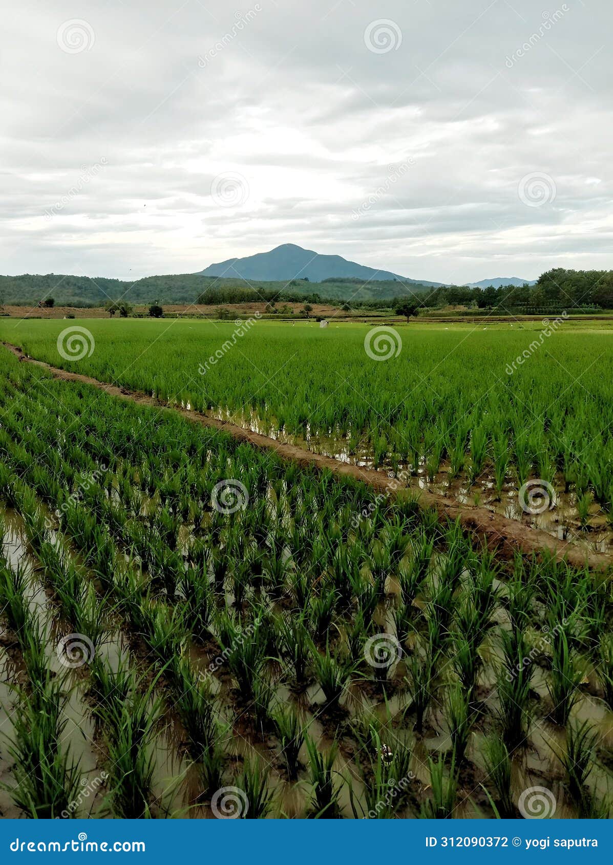 Rice Fields with Mountains Behind it Cloud Stock Photo - Image of ...