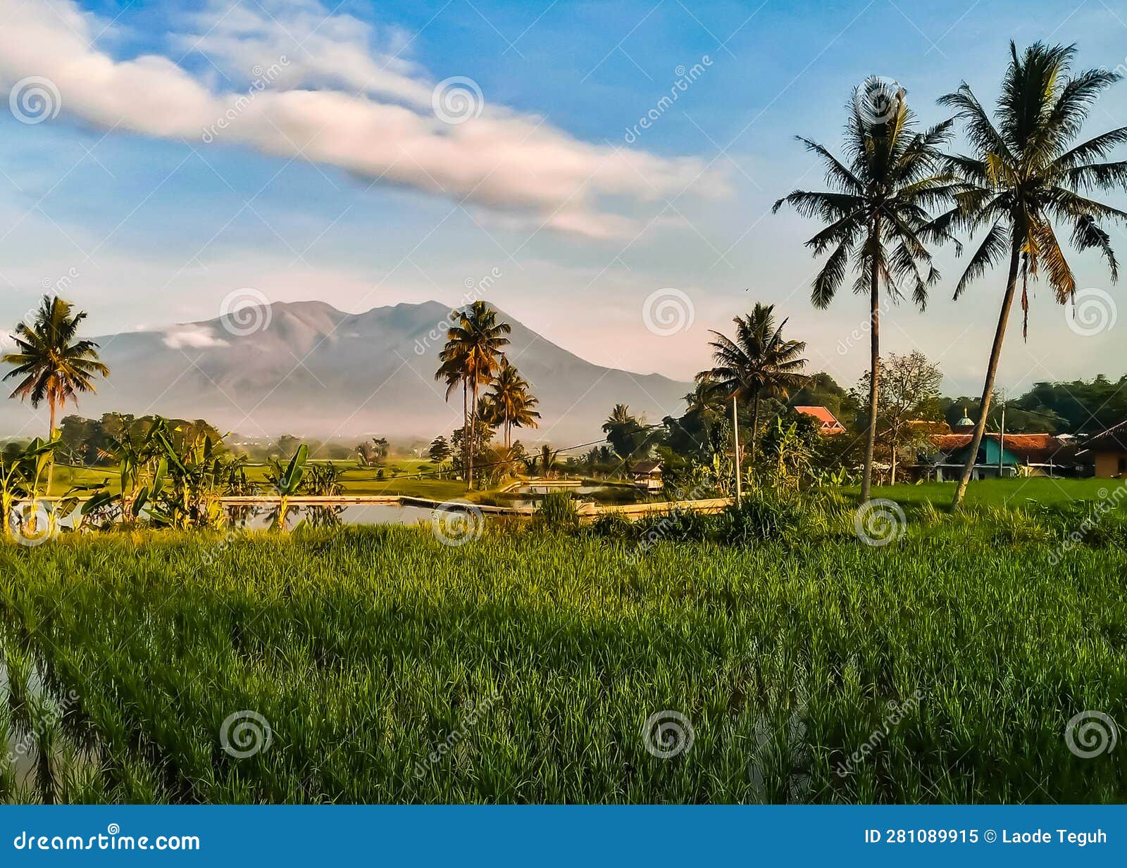 Rice Fields in the Mountains Dotted with Coconut Trees Stock Image ...