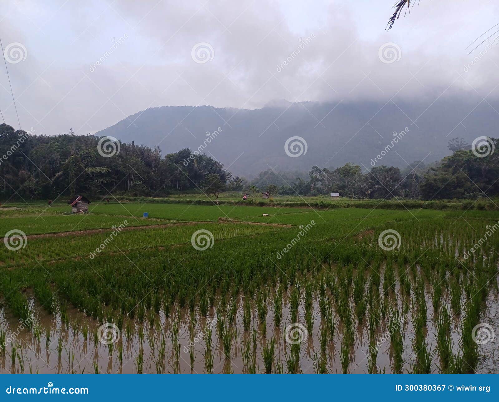 Rice fields and mountains stock image. Image of foot - 300380367