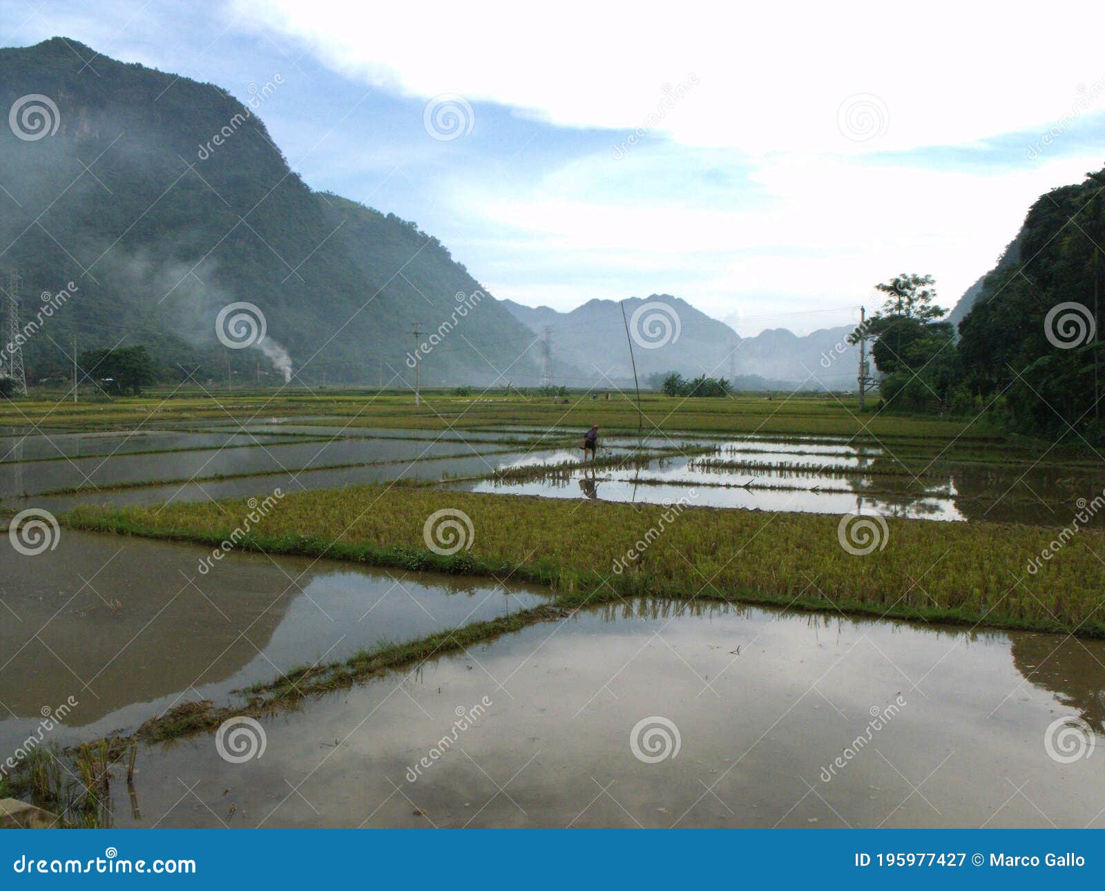 Rice Fields between Mountains in the Mai Chau Valley, Vietnam Editorial ...
