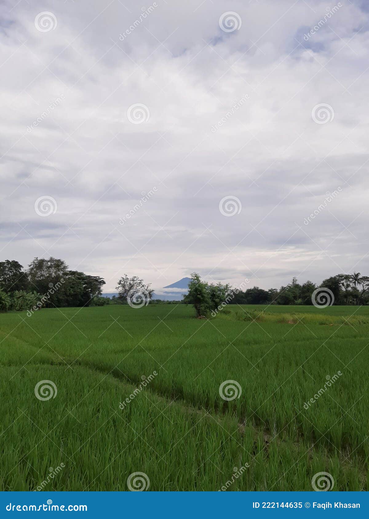 Photos of Mountains and Rice Fields in Central Java, Indonesia Stock ...