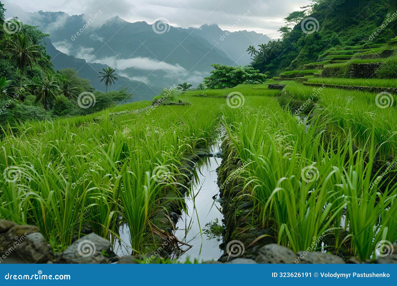 Rice Fields in the Mountains Stock Image - Image of outdoor, field ...
