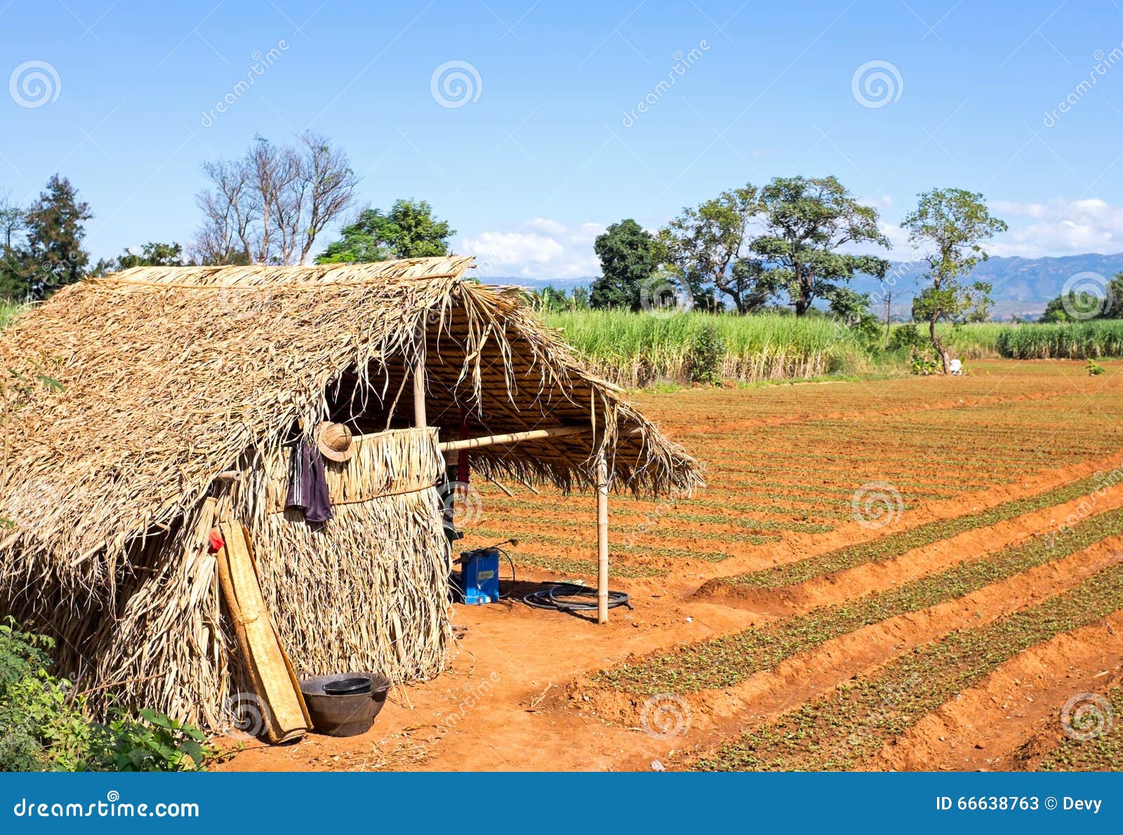 Rice fields in Myanmar stock image. Image of myanmar - 66638763
