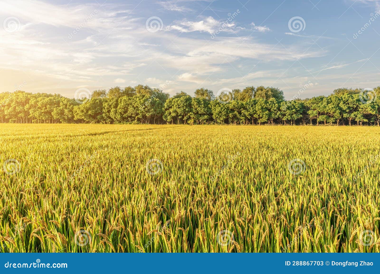 Rice Fields and Natural Scenery Stock Image - Image of china, tropical ...