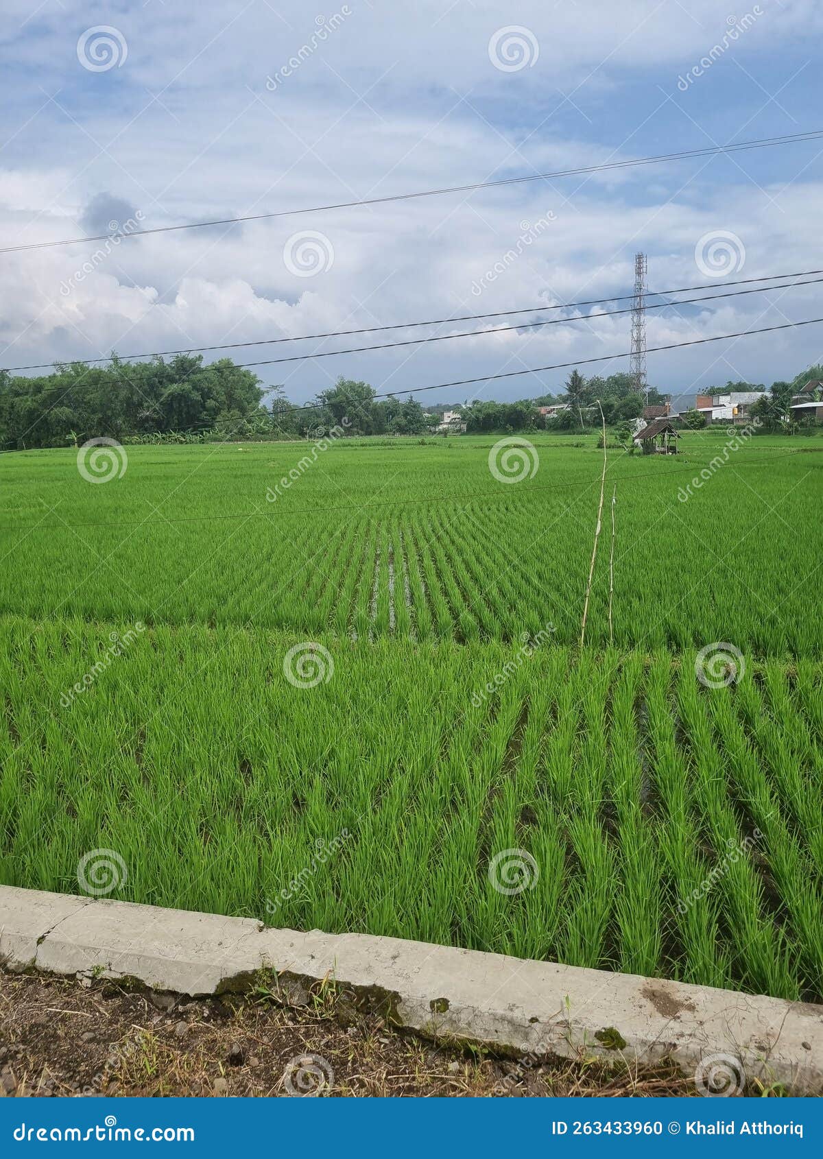 Rice fields near the city stock photo. Image of rice - 263433960