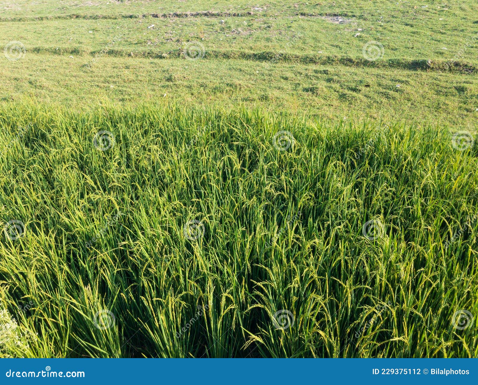 Rice Fields Near River Swat Stock Photo - Image of grow, asia: 229375112