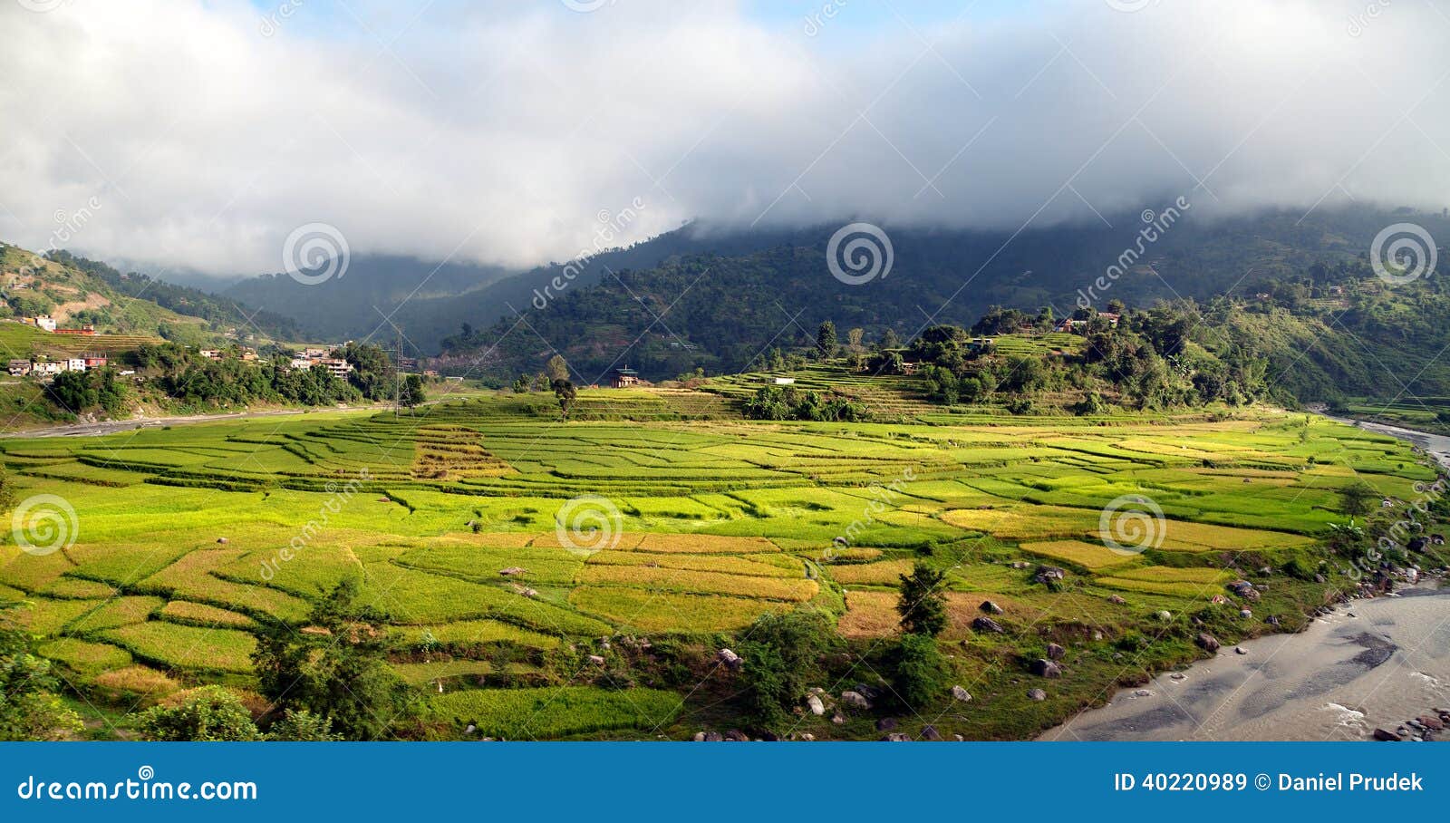 Rice fields in Nepal stock image. Image of paddyfield - 40220989
