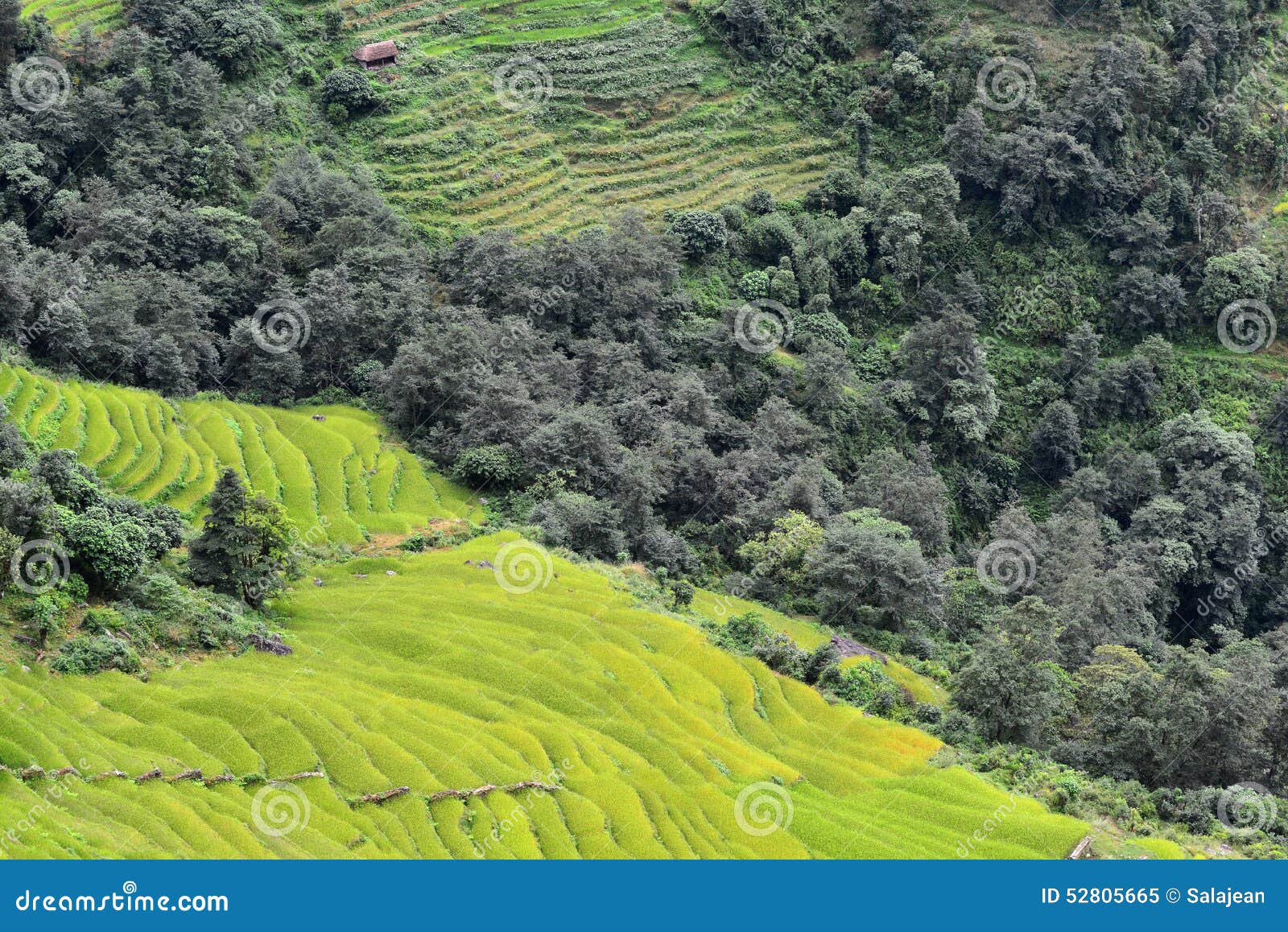 Rice fields in Nepal stock image. Image of agriculture - 52805665