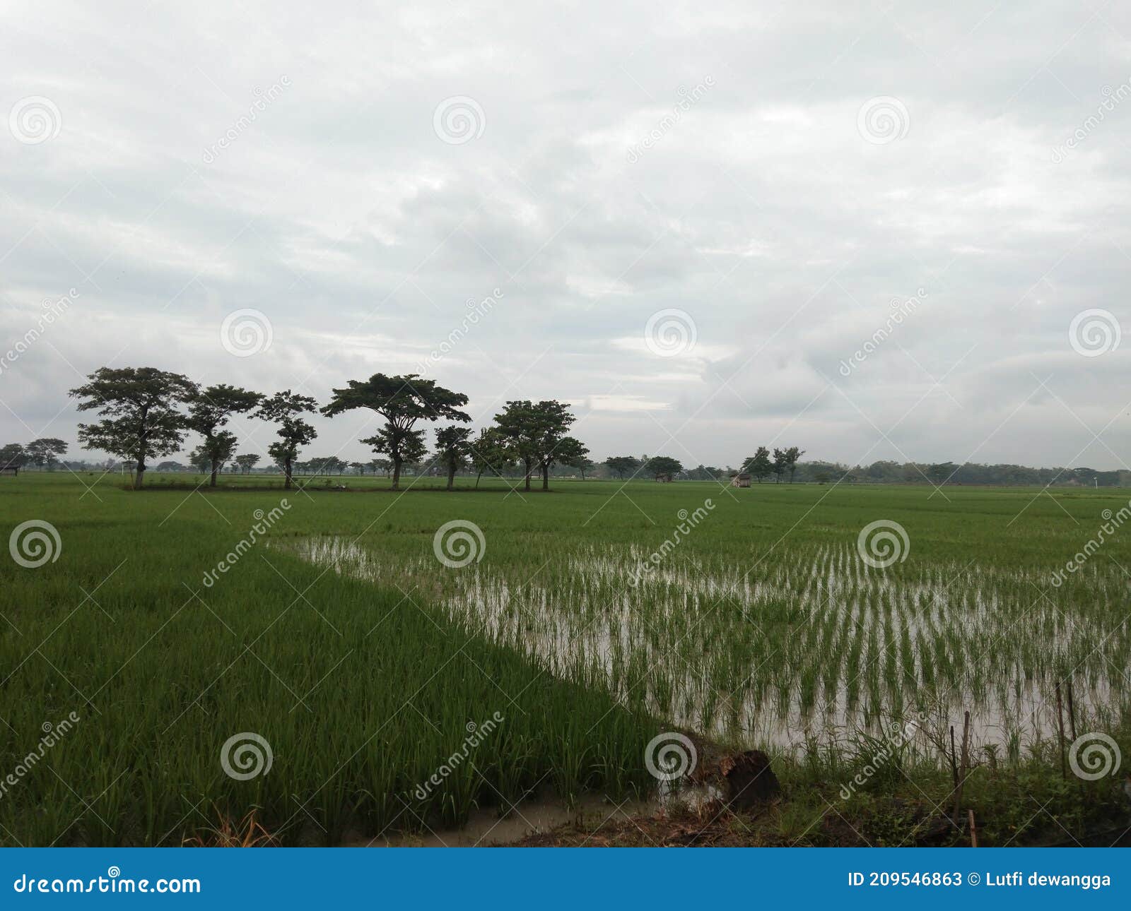 Rice Fields after a Night of Rain Stock Image - Image of night, nature ...