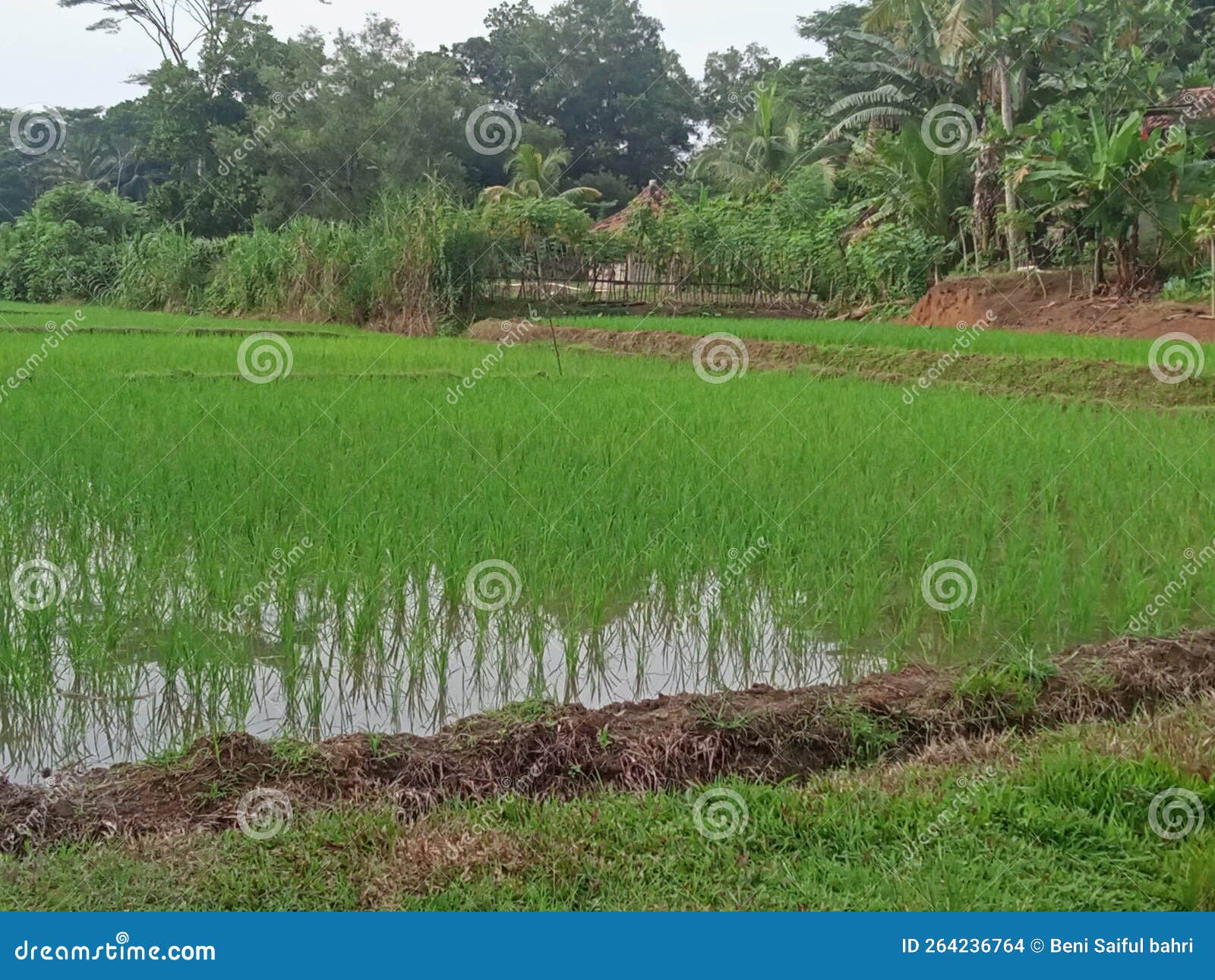 Rice fields at noon stock photo. Image of plant, rice - 264236764