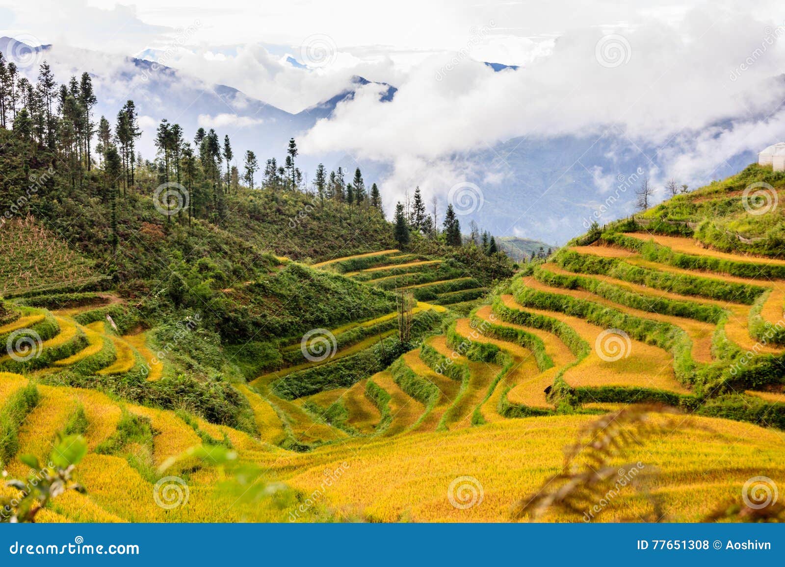 Rice Fields at North Vietnam Stock Photo - Image of cultivation ...