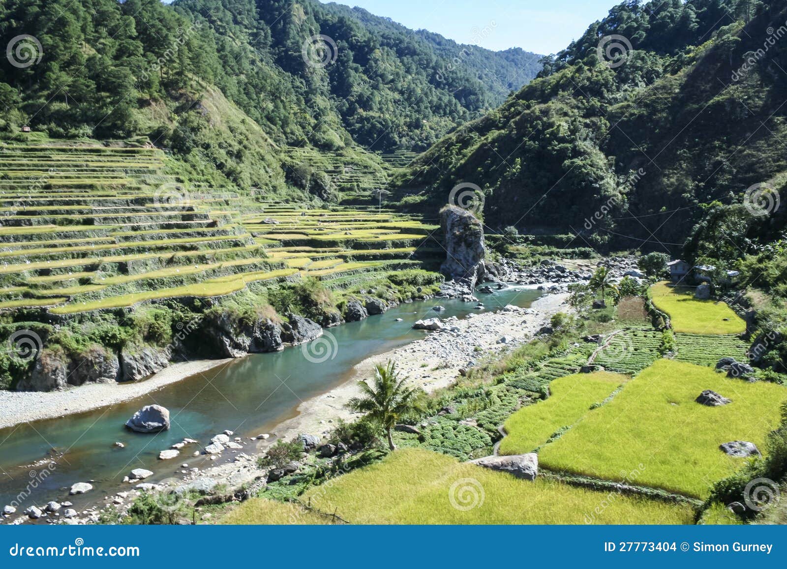 Rice Fields Philippines