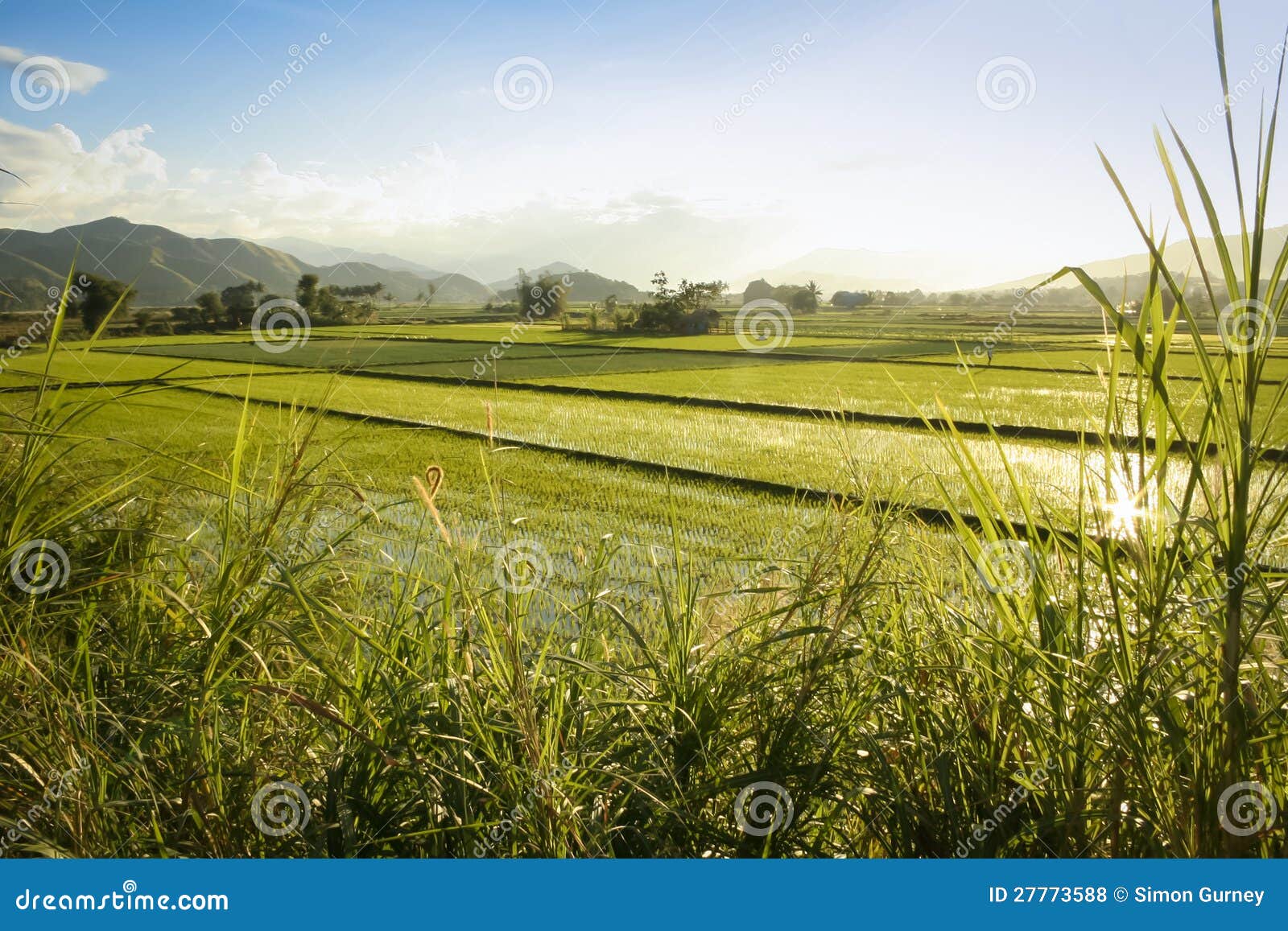 Rice Fields Northern Luzon The Philippines Stock Photography ...