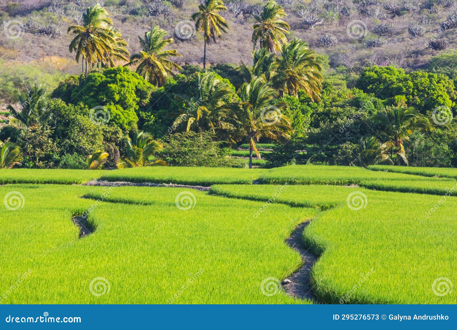 Rice fields in Peru stock image. Image of rural, leisure - 295276573