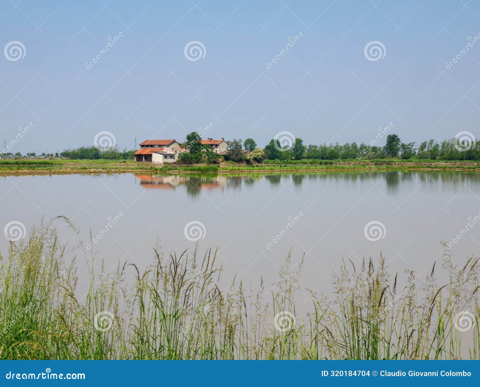 Rice Fields in Novara Province, Italy Stock Photo - Image of plant ...