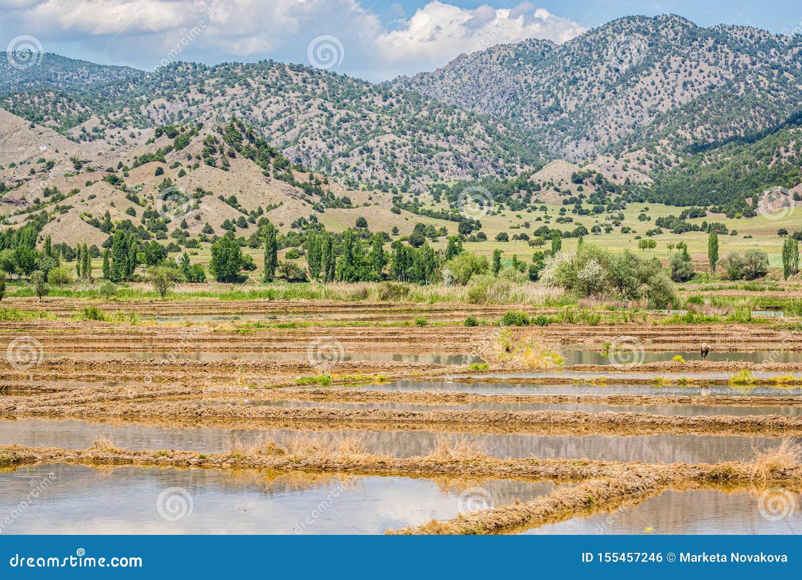 Rice Fields in Osmancik Area in Turkey Stock Photo - Image of rice ...
