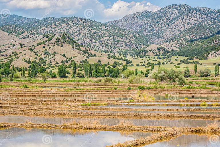 Rice Fields in Osmancik Area in Turkey Stock Photo - Image of rice ...